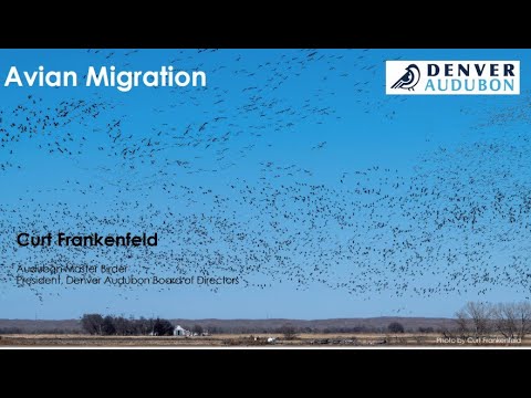 The Great Spring Migration: Birds on the Move - YouTube