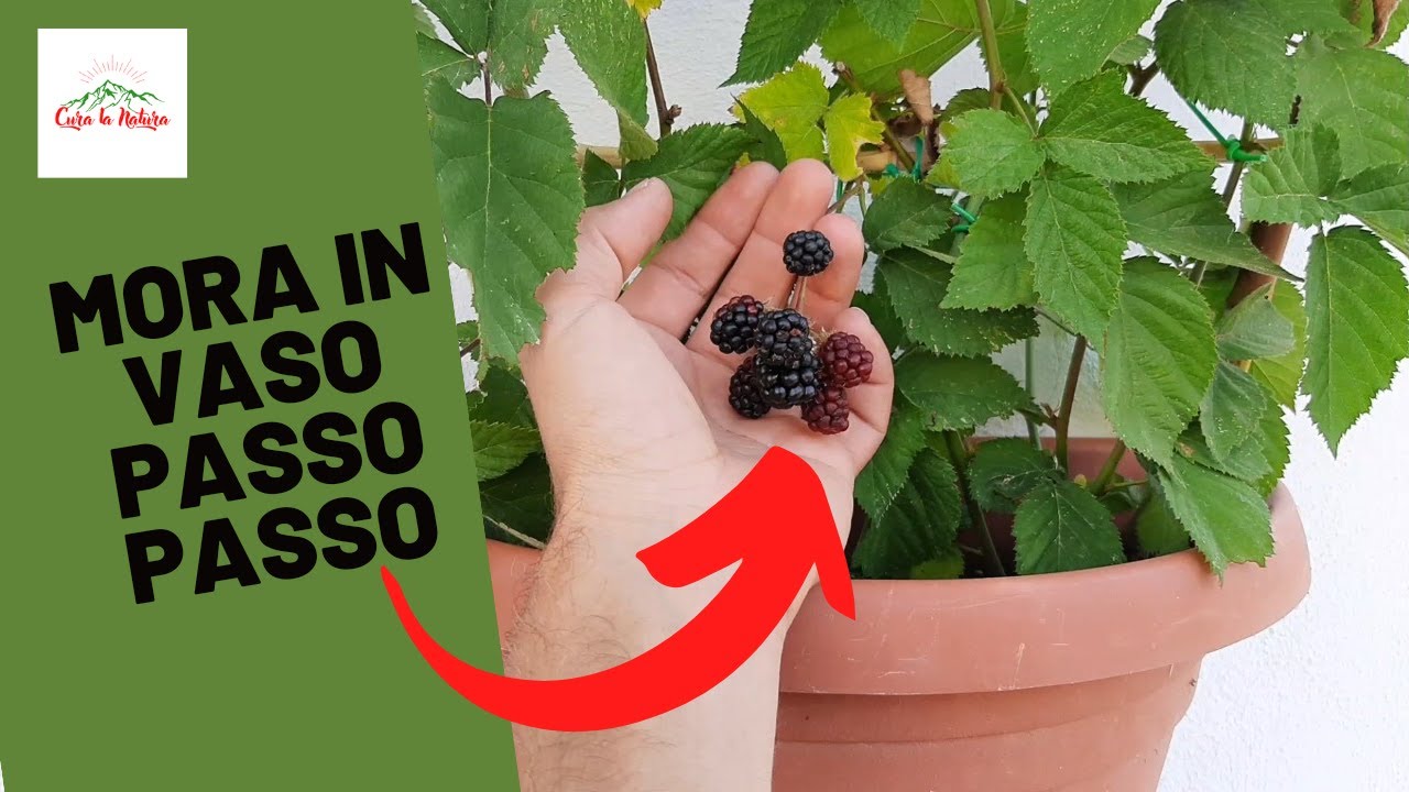 Mora In Vaso - Come Coltivarla PASSO PASSO - YouTube