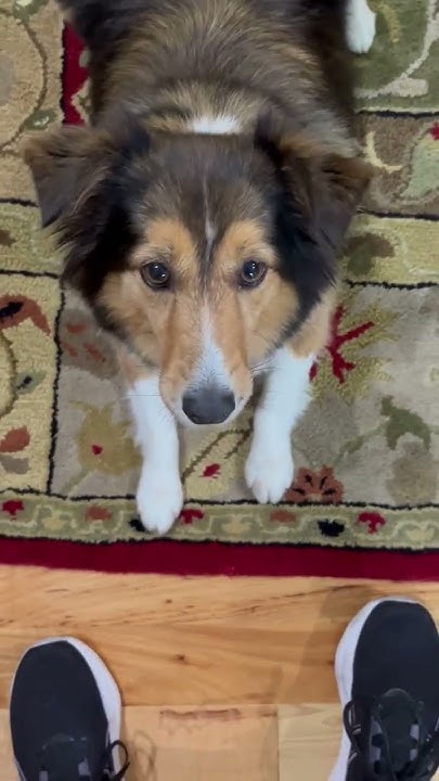 Smarty Britches Gretchen, a Sheltie/ Aussie Mix - YouTube