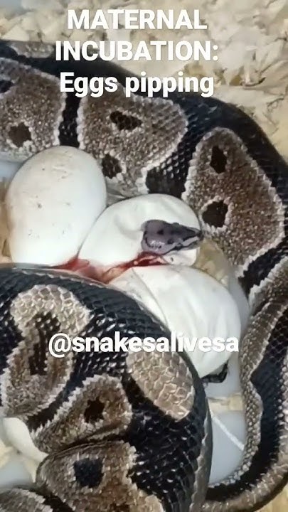 Ball Python Maternal Egg Incubation: Eggs pipping - YouTube