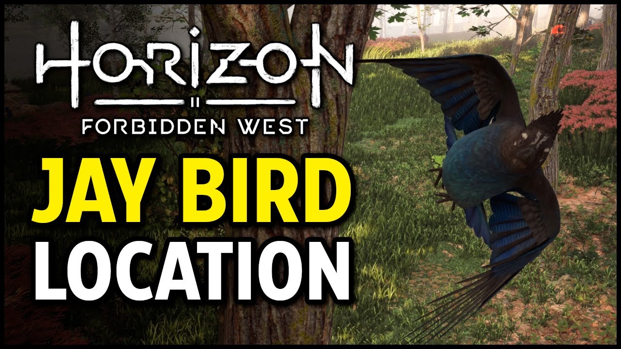 Where to Find Jays - Horizon Forbidden West (Jay Location) - YouTube