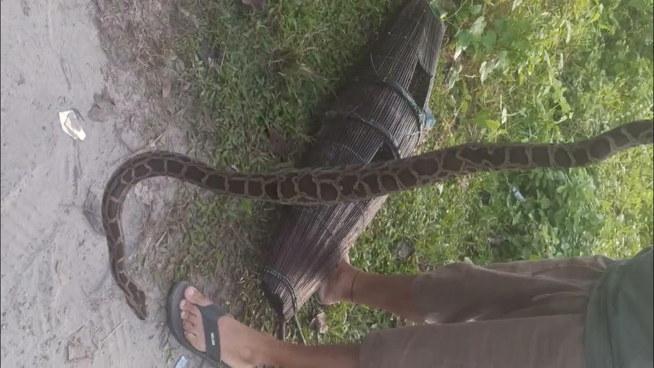 Burmese python rescue in fish catch machine - YouTube