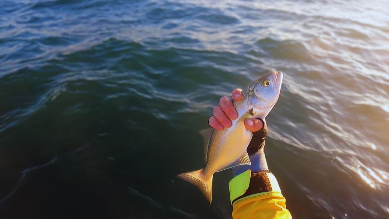 SHAD/ELF FISHING! Strand Reefs - YouTube