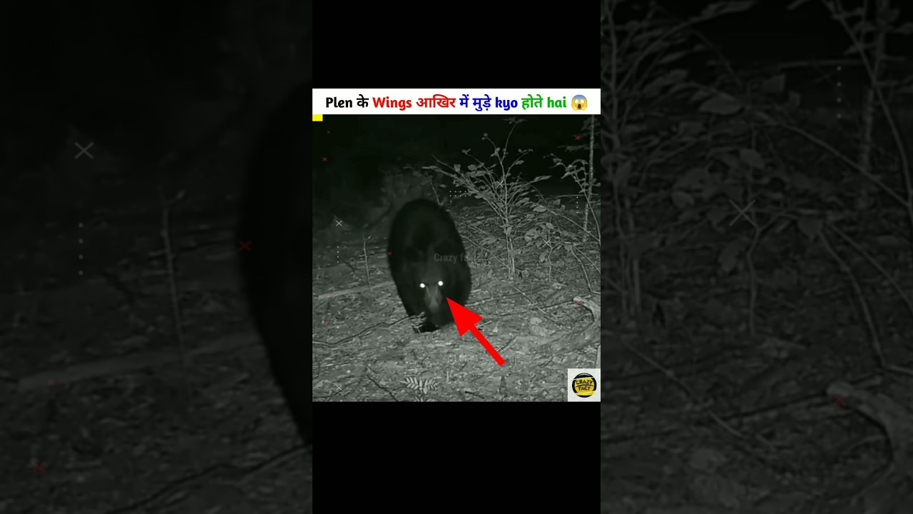 Why Do Animals Eyes Glow At Night Crazy Fact shorts YouTube Why Do Animals Eyes Glow At Night Crazy Fact shorts YouTube