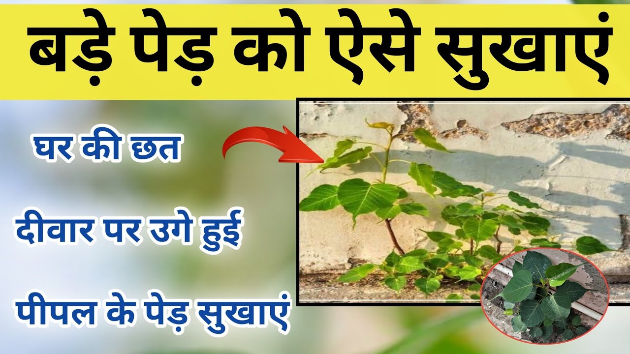 बड़े पेड़ को ऐसे सुखाये। घर की छत या दीवार पर उगे हुये पीपल के पेड़ को ...