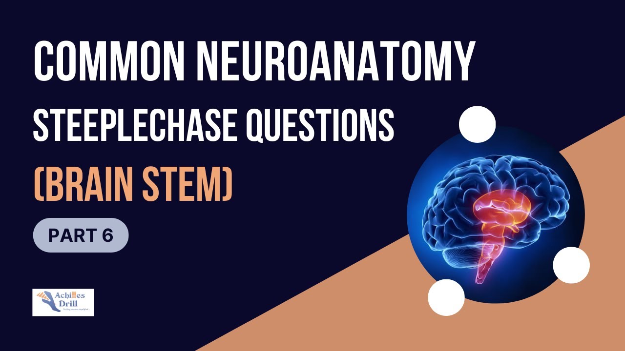 BRAIN STEM ||Common NEUROANATOMY STEEPLECHASE Questions (PART 6) - YouTube