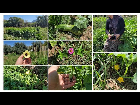 SEMİZOTU TURŞUSUNU DENİYORUZ🌱 BAHÇEDEN BAMYA VE PATLICAN TOPLADIK😊 BAHÇEMİZİN EN GÜZEL ZAMANI