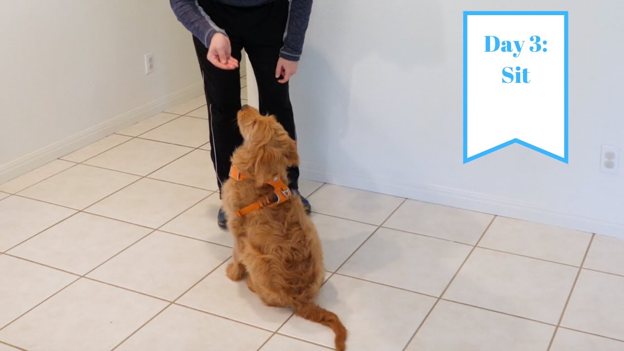 Train Your Dog To Sit - New Dog 2020 - YouTube