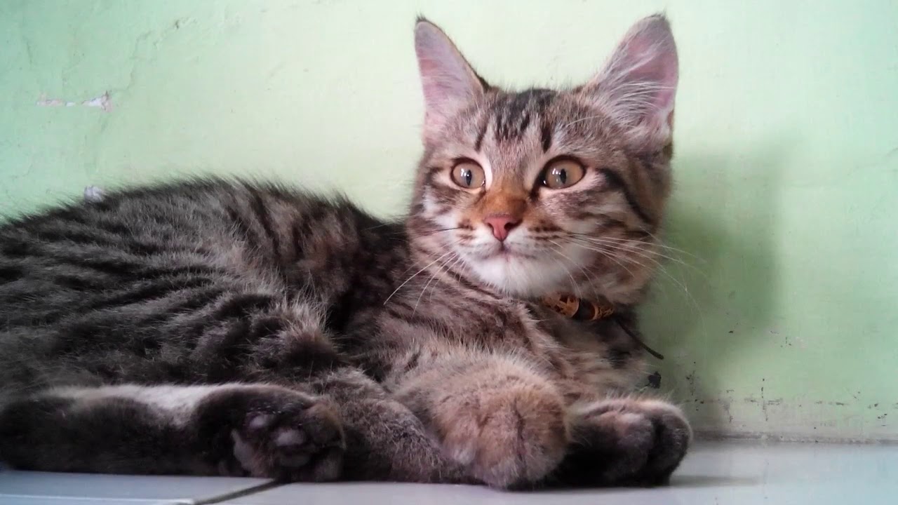 Kucingku... - YouTube