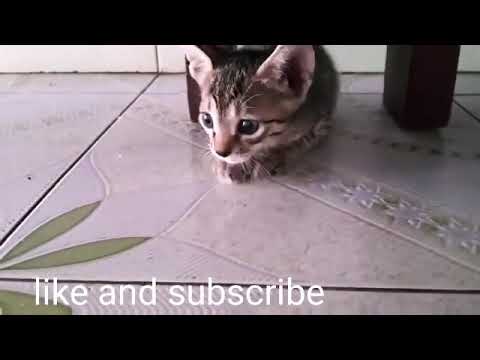 kitten attack Position and seeing how to attack - YouTube