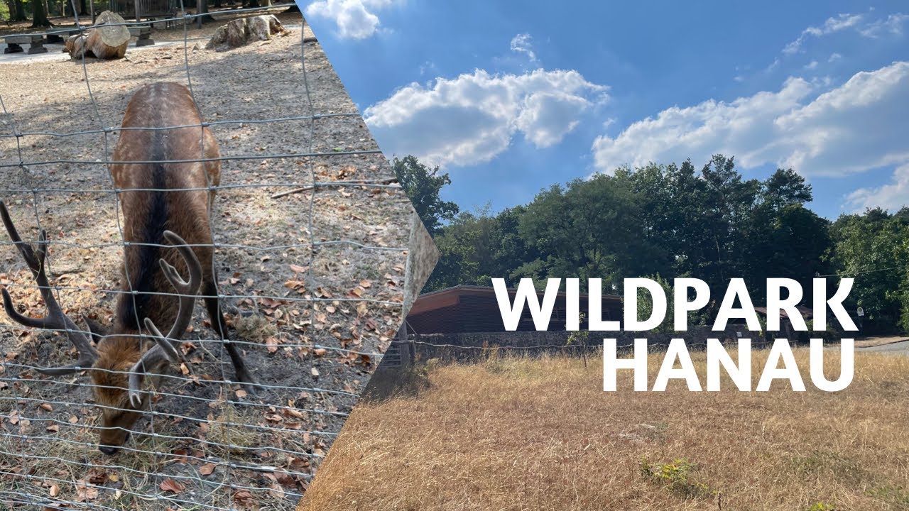 Wildpark alte Fasanerie Klein-Auheim Hanau | Wildpark Hanau Tour 2022 ...