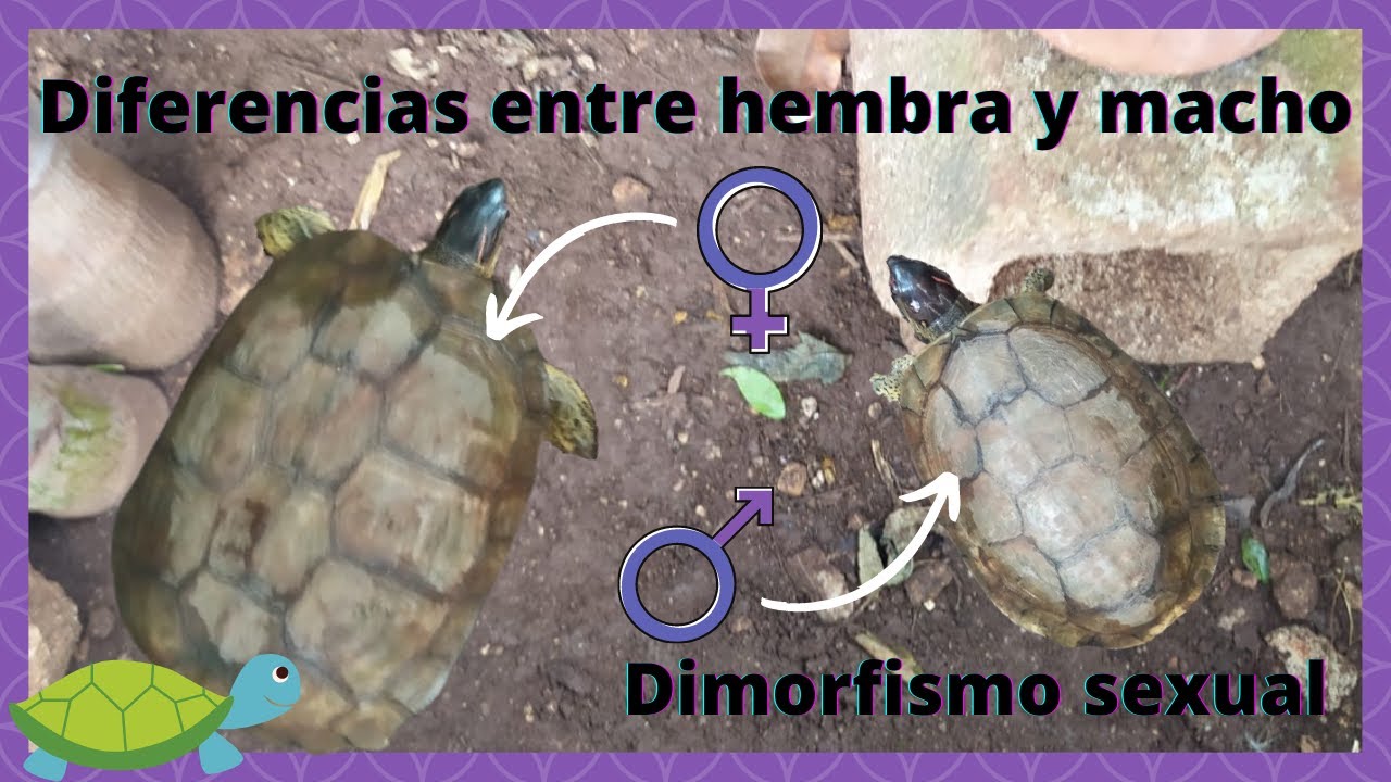 Diferencia entre tortugas hembra y macho🐢🐢 |Dimorfismo sexual tortugas ...