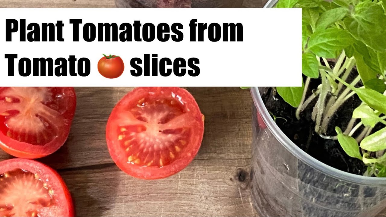 Planting Tomatoes 🍅 from slices| Tomato seeds to seedlings 🌱 |Potting ...