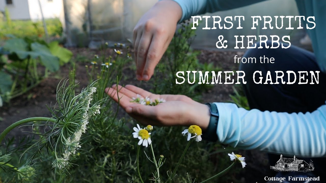 Drove to the garden plot FINALLY - Harvest begins! - YouTube