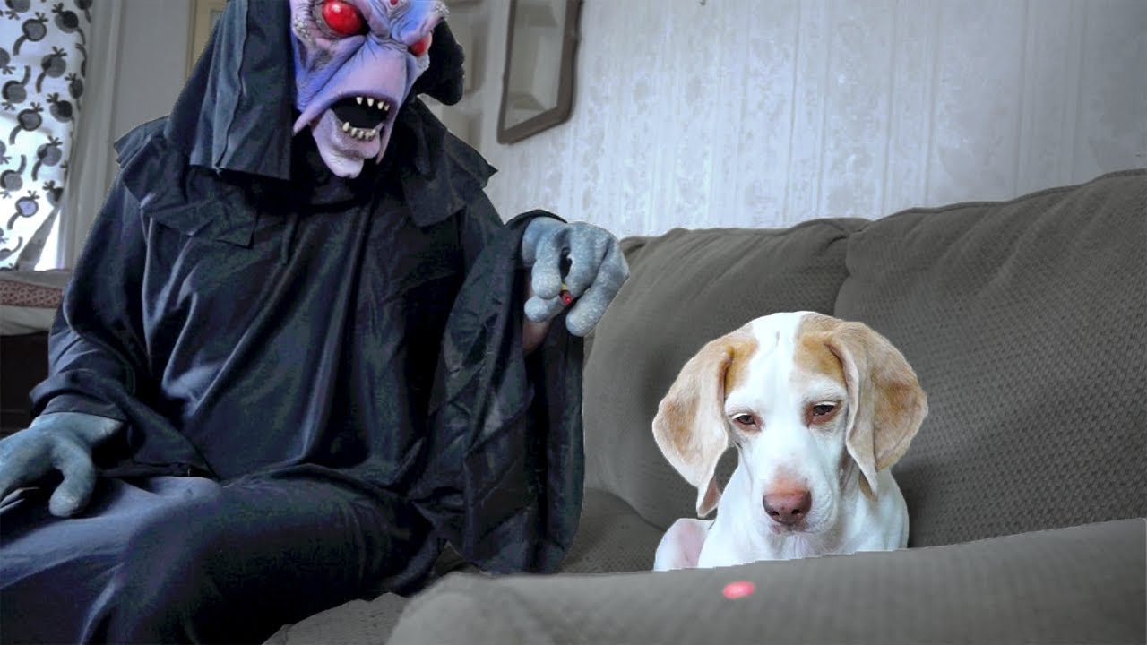 Dog & Alien Laser Pointer Games: Cute Dog Maymo - YouTube