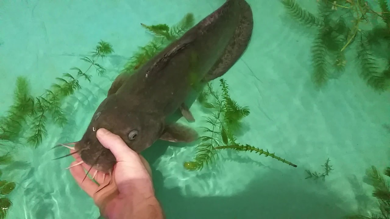 Catfish being cute - YouTube