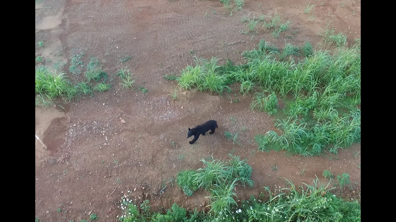 Black bear in Corydon, IN (Southern Indiana) - YouTube