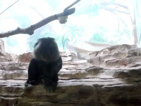 A MONKEY JACKING OFF!!! - YouTube