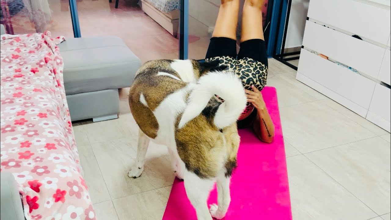 Funny dog Training - Funny Workout with Dog p.1 - YouTube