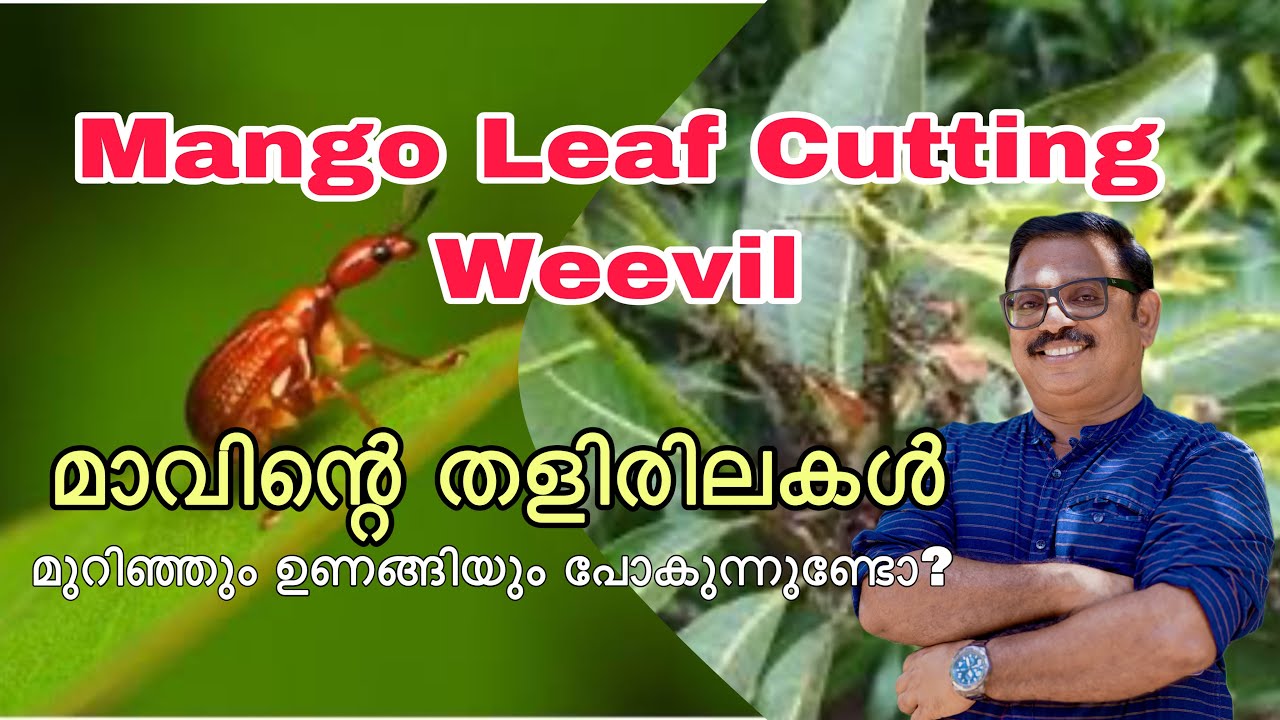 മാവിന്റെ തളിരിലകൾ മുറിഞ്ഞും ഉണങ്ങിയുപോകുന്നുണ്ടോ? Mango leafs cutting ...