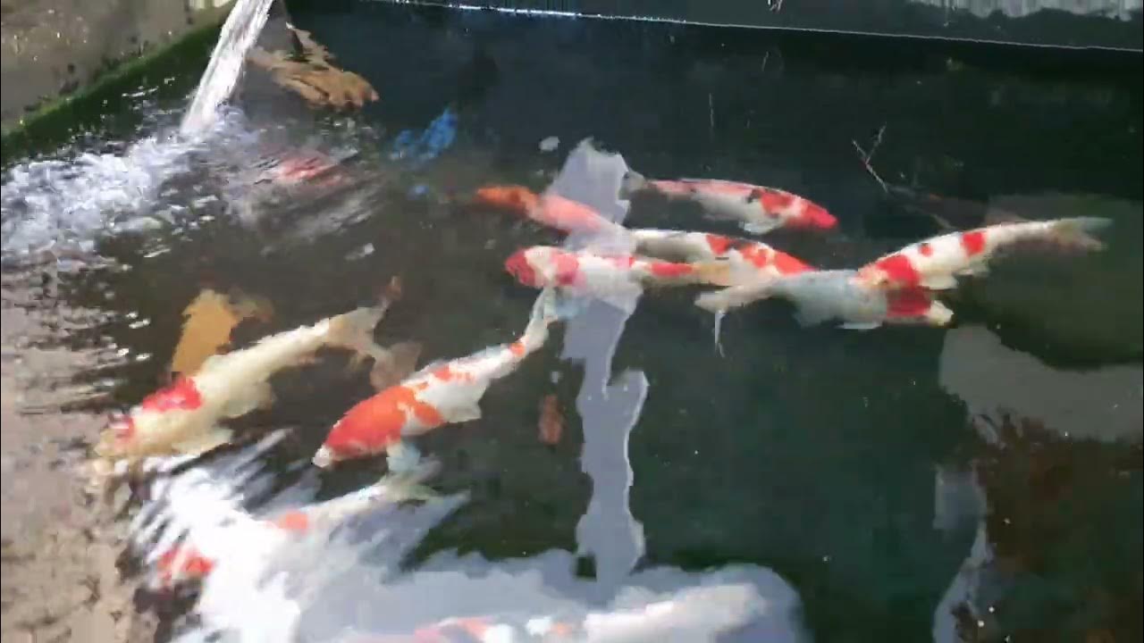 Menikmati Pemandangan Ikan Koi Bergemberia di Kolam Ikan Minimalis, Fiyandito Dx07 - YouTube