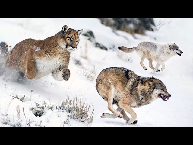 Puma Hunting Prey