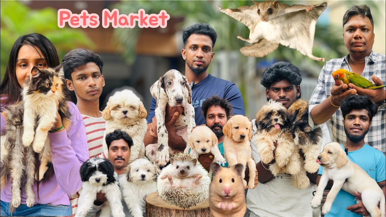 Sunday Pets Vlog in Famous Broadway Pets Market Chennai - YouTube