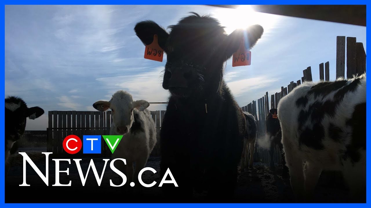 Sask. created ‘snow beef’ bringing taste of wagyu to the Prairies - YouTube