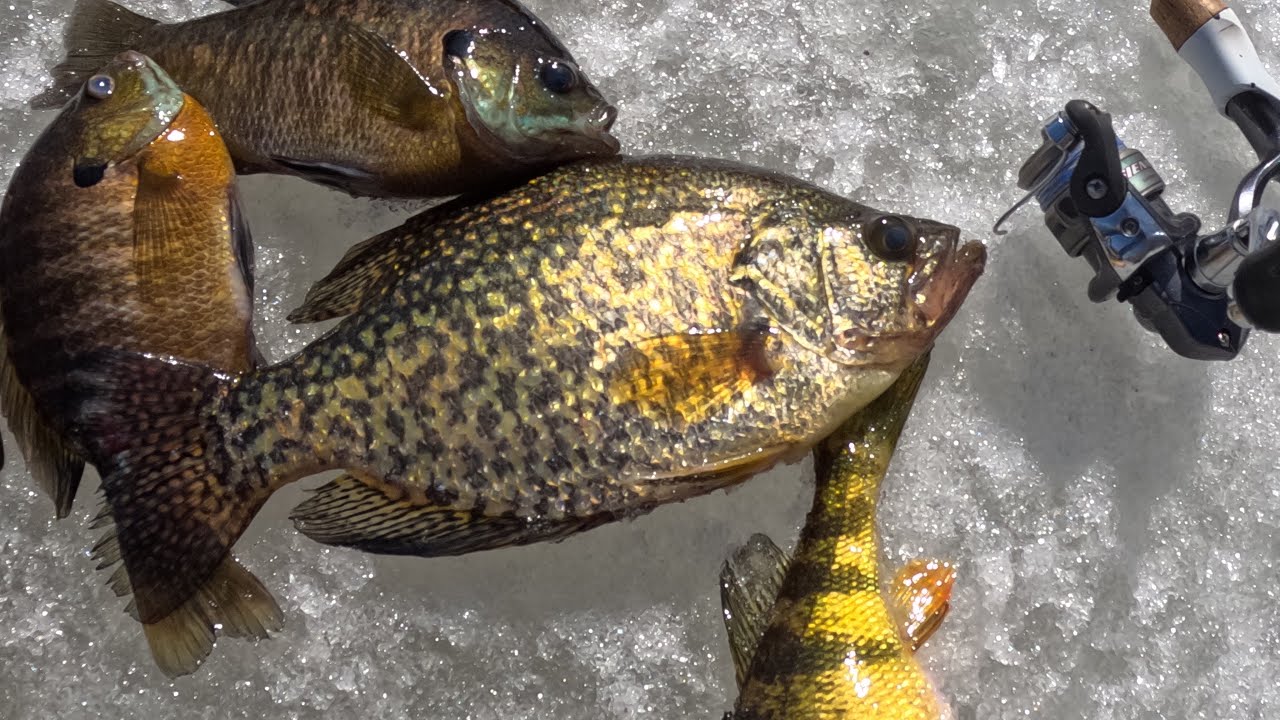 Where to jig late season pan fish - YouTube