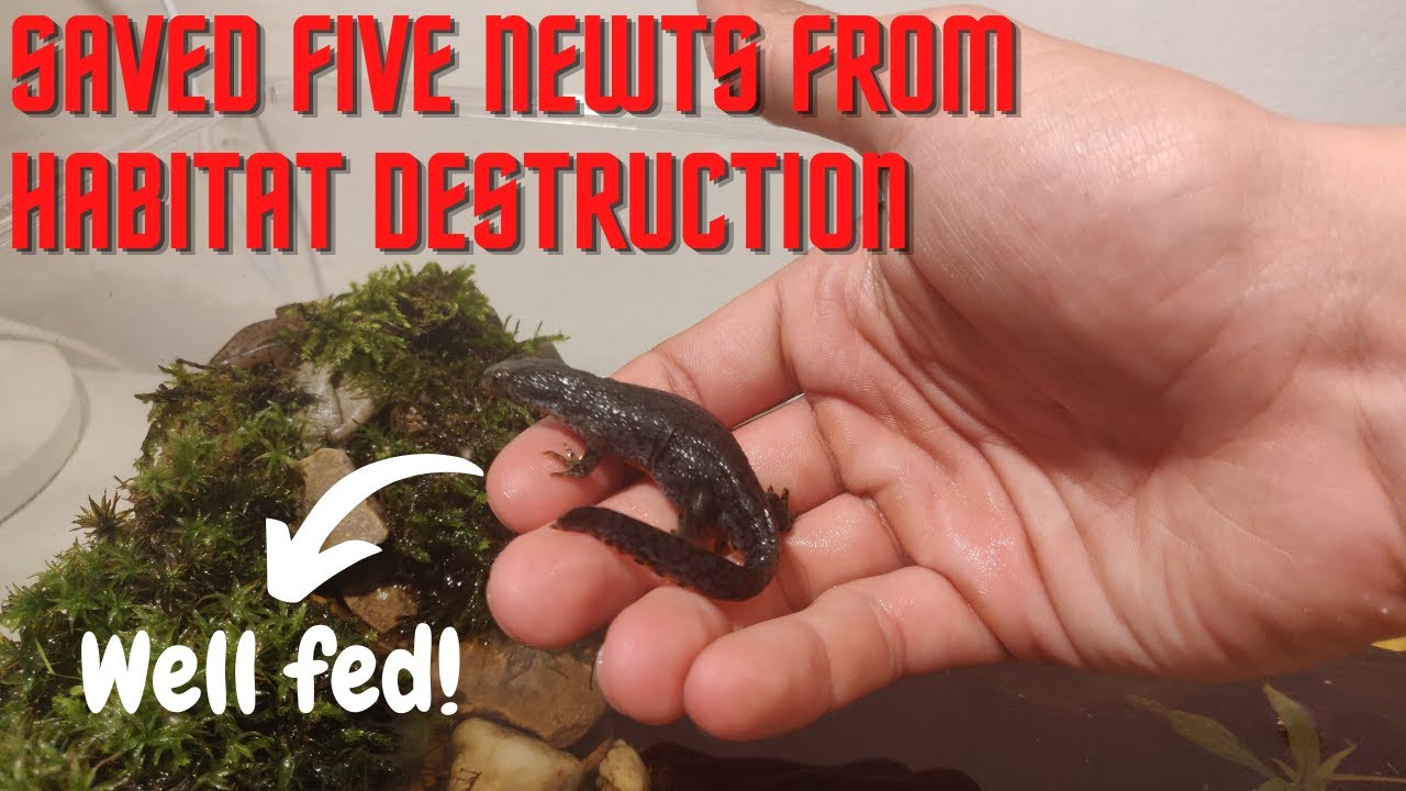 I Saved 5 Salamanders From Certain Death | Alpine and Smooth Newt Care ...