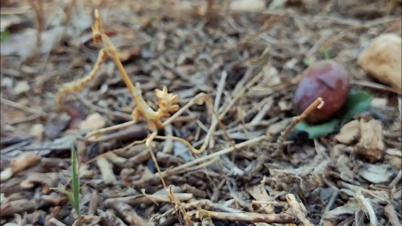 Incredible Tiny Creatures Around Us (4K) - YouTube