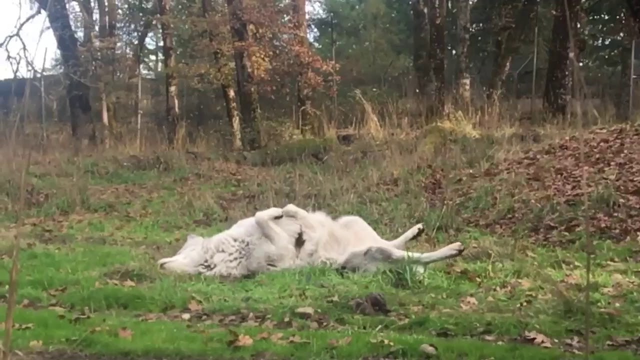 Slo-mo wolf roll - YouTube