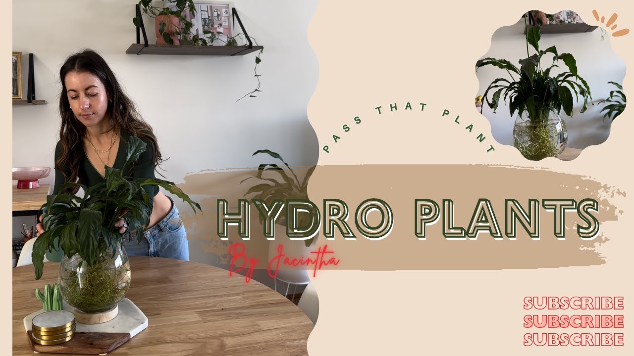 Hydroponic Monstera and Hydro Peace Lily Plant Tips! # ...