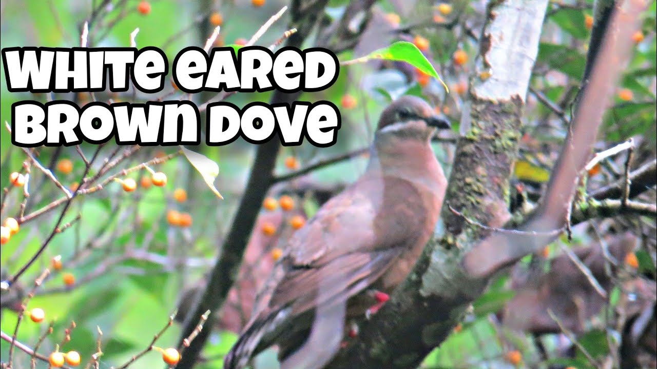 Knowing Alimokon - YouTube