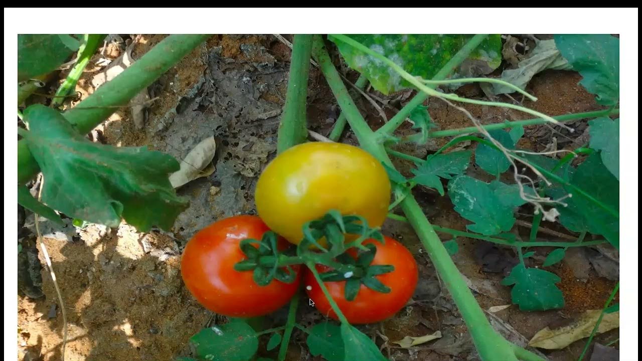 how to share your screen using zoom-screencast final - YouTube