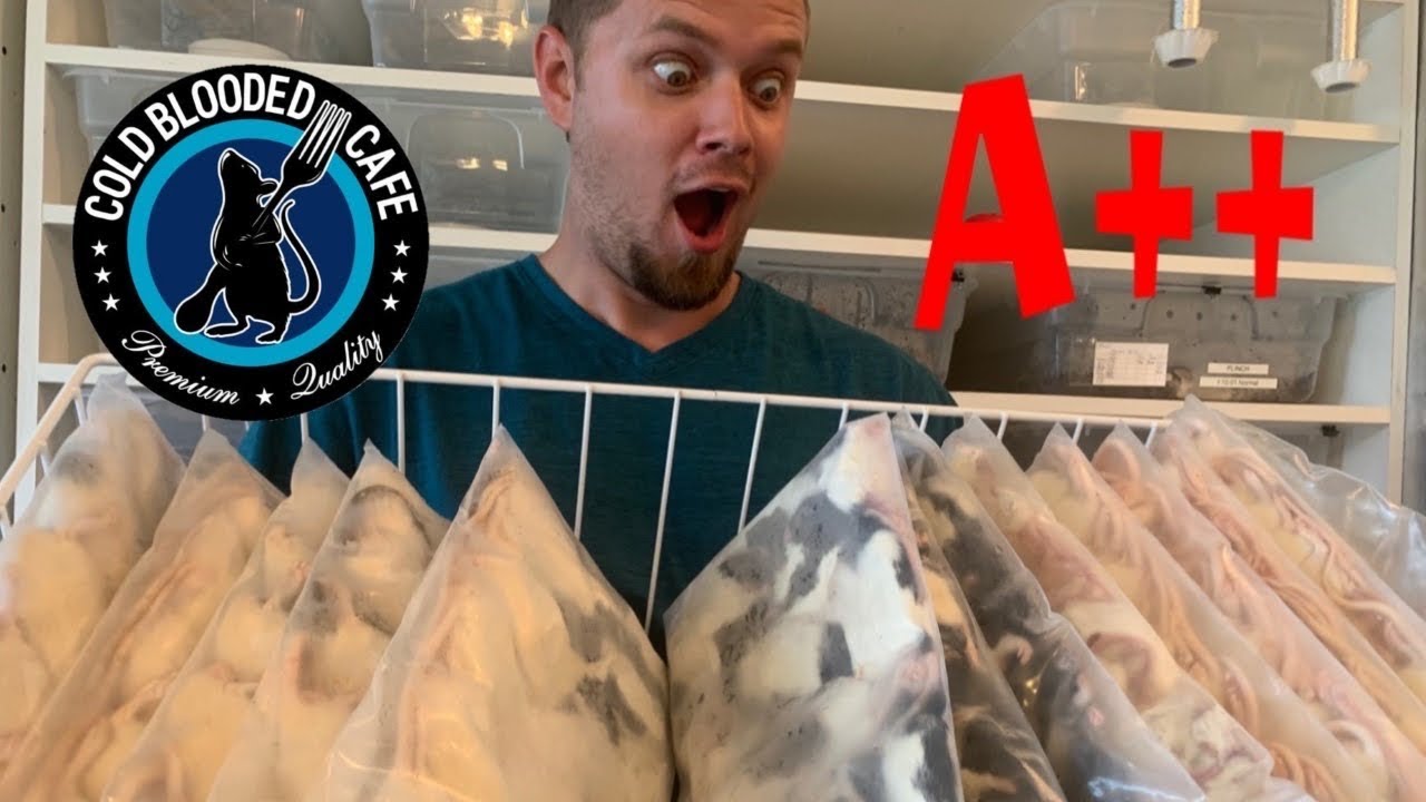 Unboxing A+ Frozen Rodents from Cold Blooded Cafe - How Many RATS Fit ...