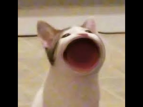 Pop cat for 5 minutes - YouTube