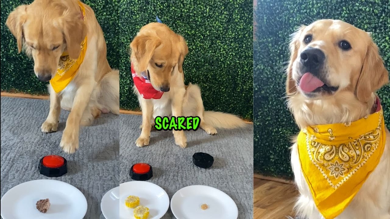 FUNNY Dog Button Compilation - YouTube
