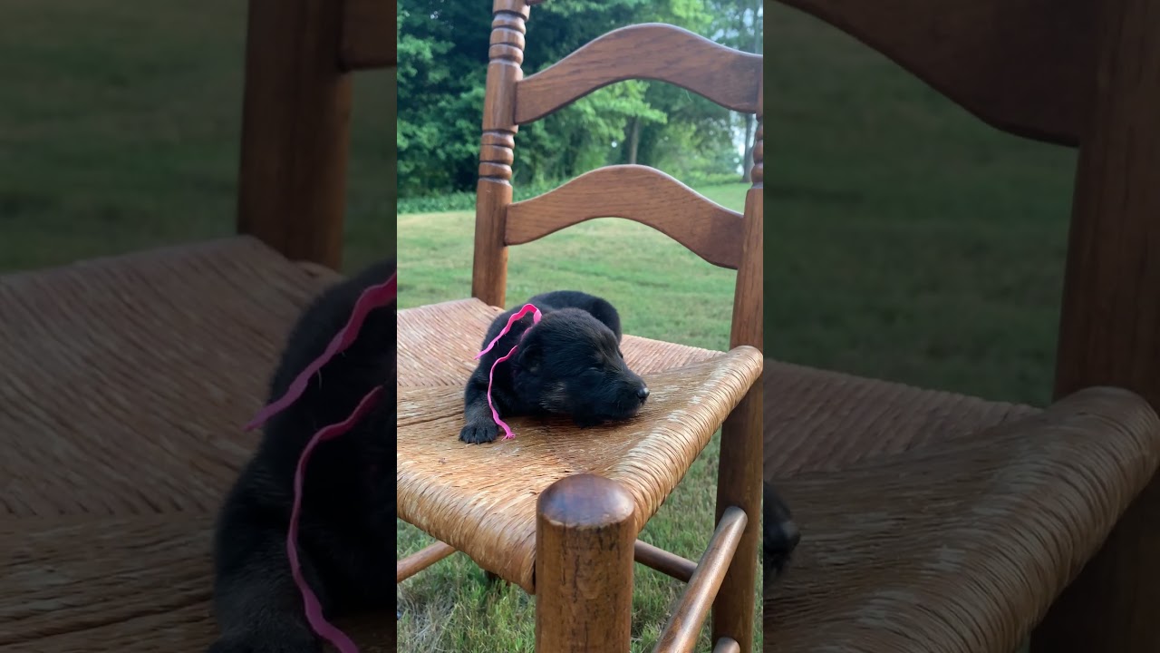 About Us - DogSmith Purebreds