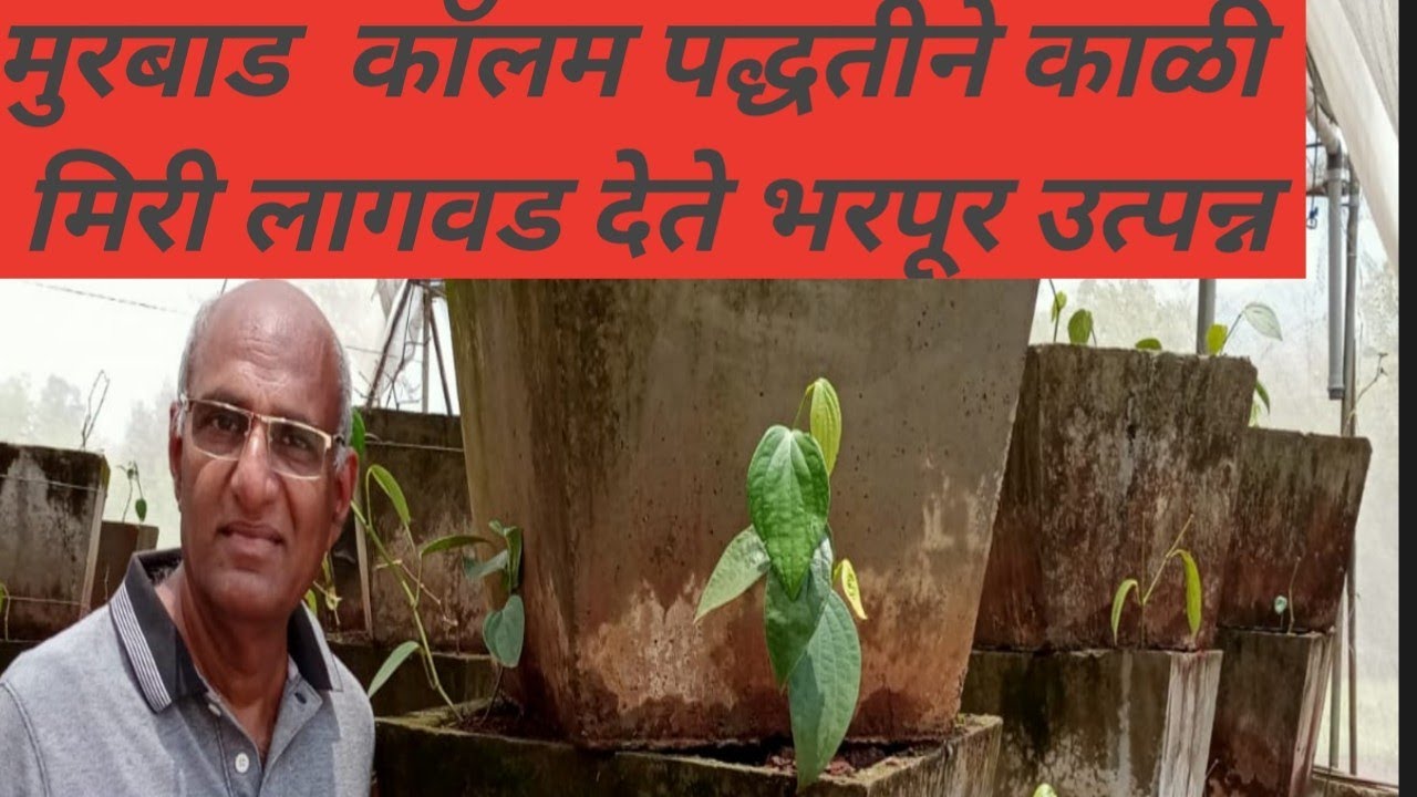 मुरबाड येथे कॉलम पद्धतीने काळी मिरी लागवड देते भरपूर उत्पन्न|| Kali ...