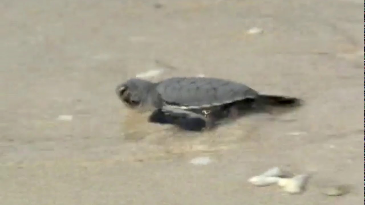 Wonders Unit 1 Week 2: How Do Baby Animals Move? - YouTube