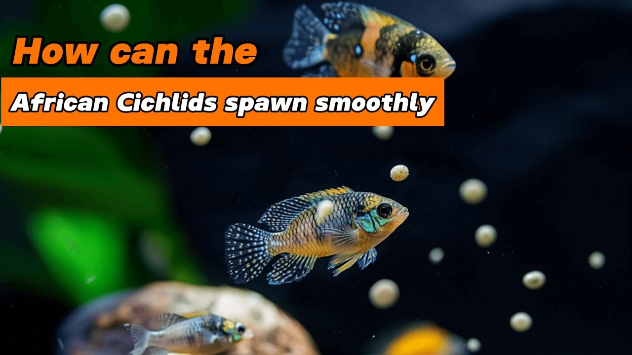 How can the African Cichlids spawn smoothly? - YouTube