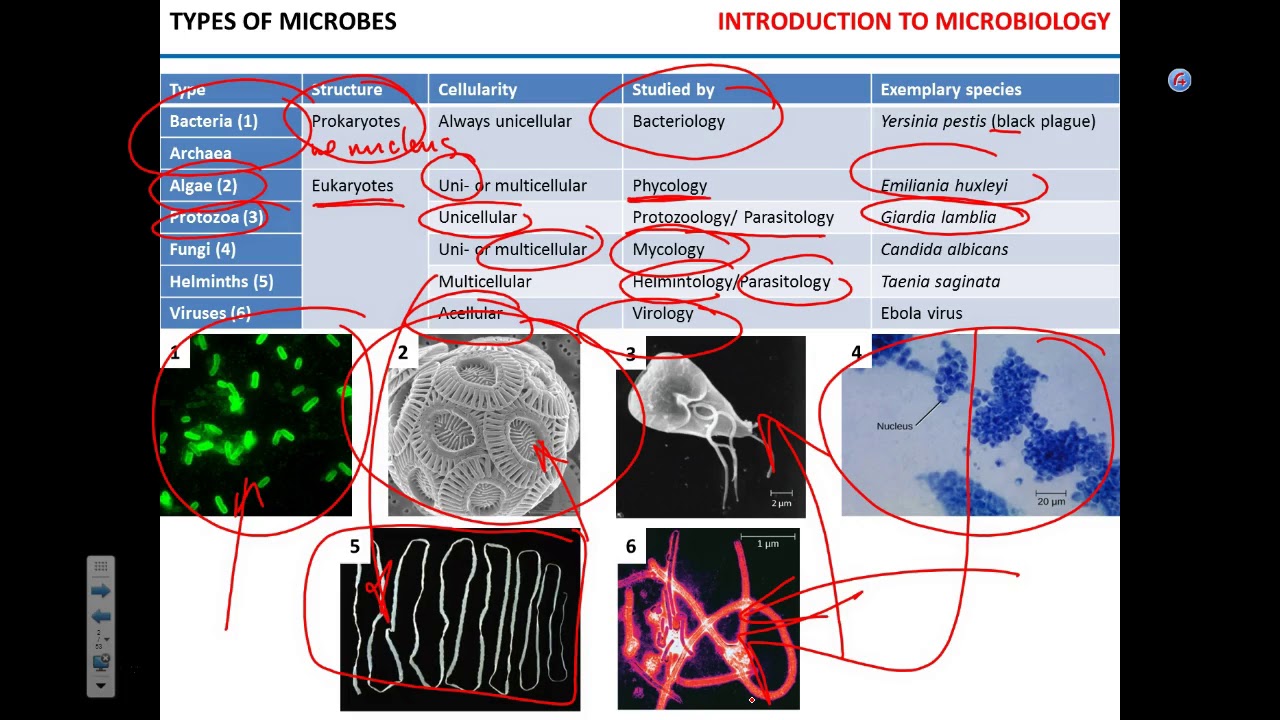 Introduction to microbiology - YouTube