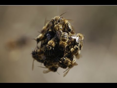 Bee worker balling their queen honey bee - YouTube