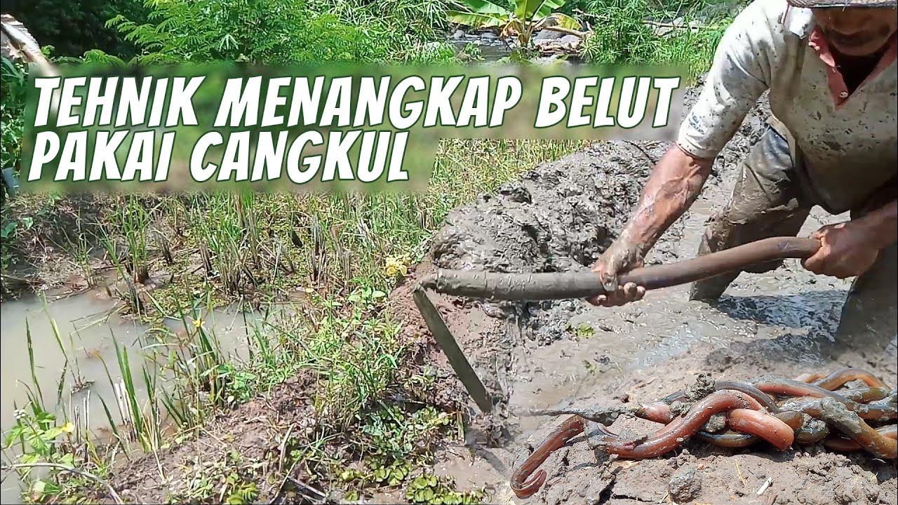 TEHNIK MENANGKAP BELUT PAKAI CANGKUL di SAWAH - YouTube