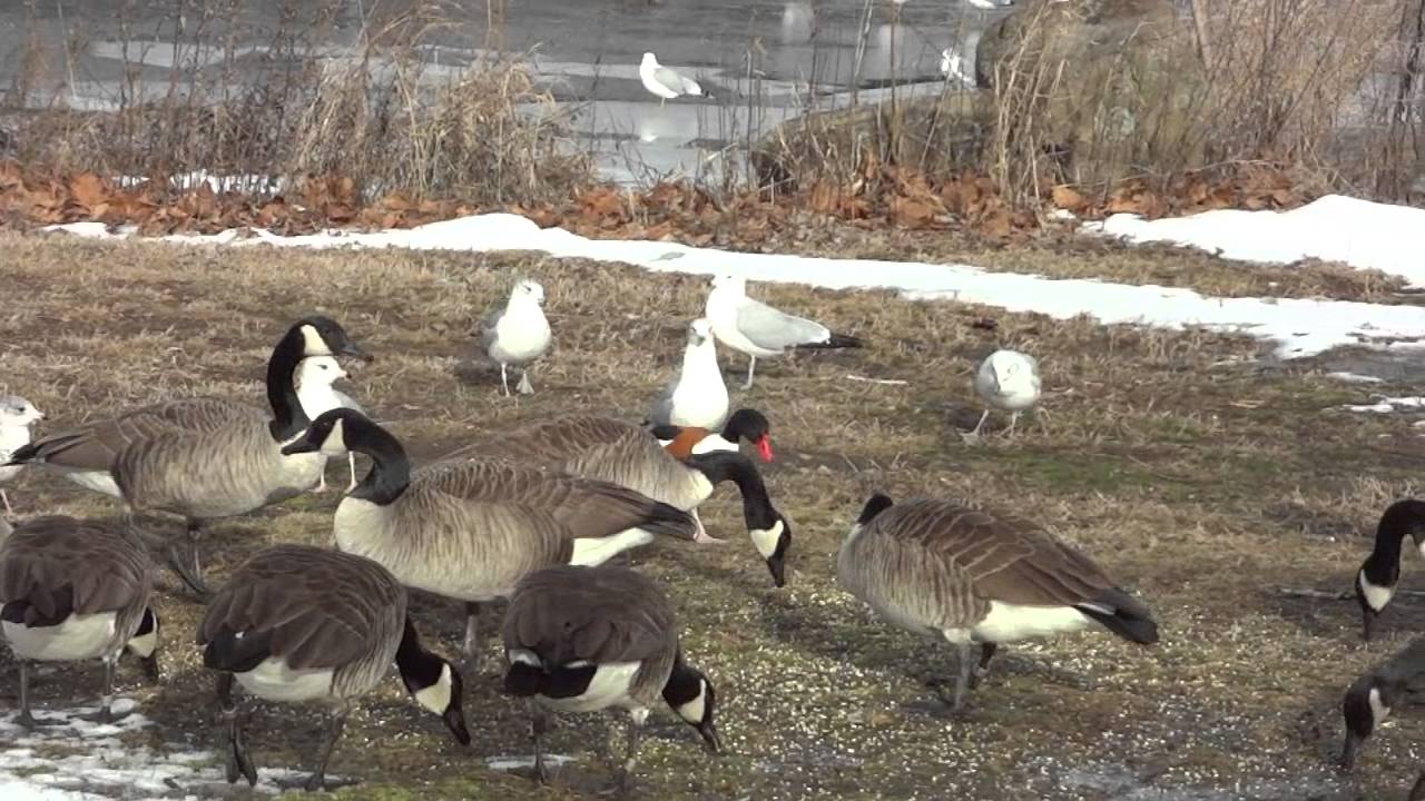 Common Shell Duck - YouTube