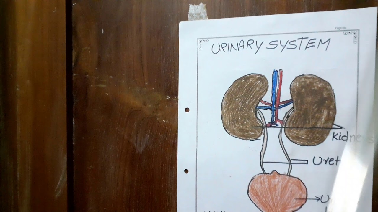 Urinary system parts and it's functioning - YouTube