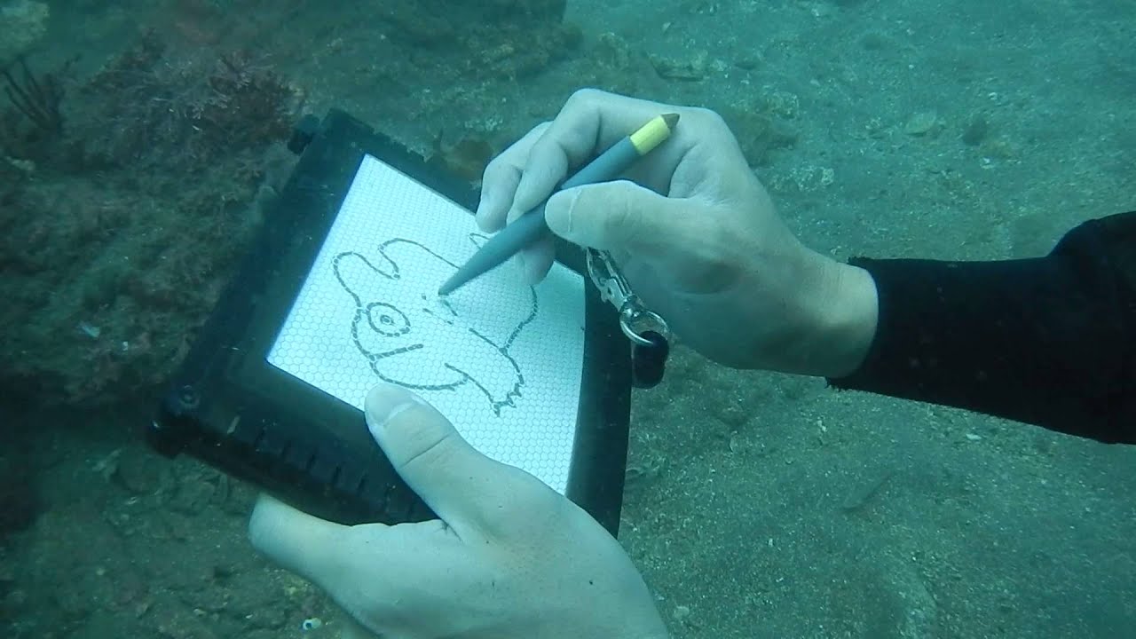 frogfish sketching under the sea - YouTube