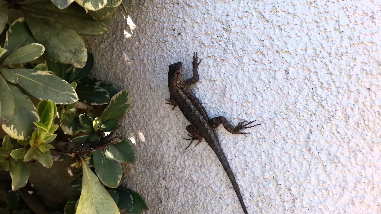 EXPLODING CLOWNS AND LIZARDS - YouTube