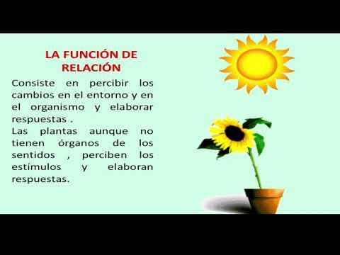 FUNCIONES VITALES DE LAS PLANTAS - YouTube